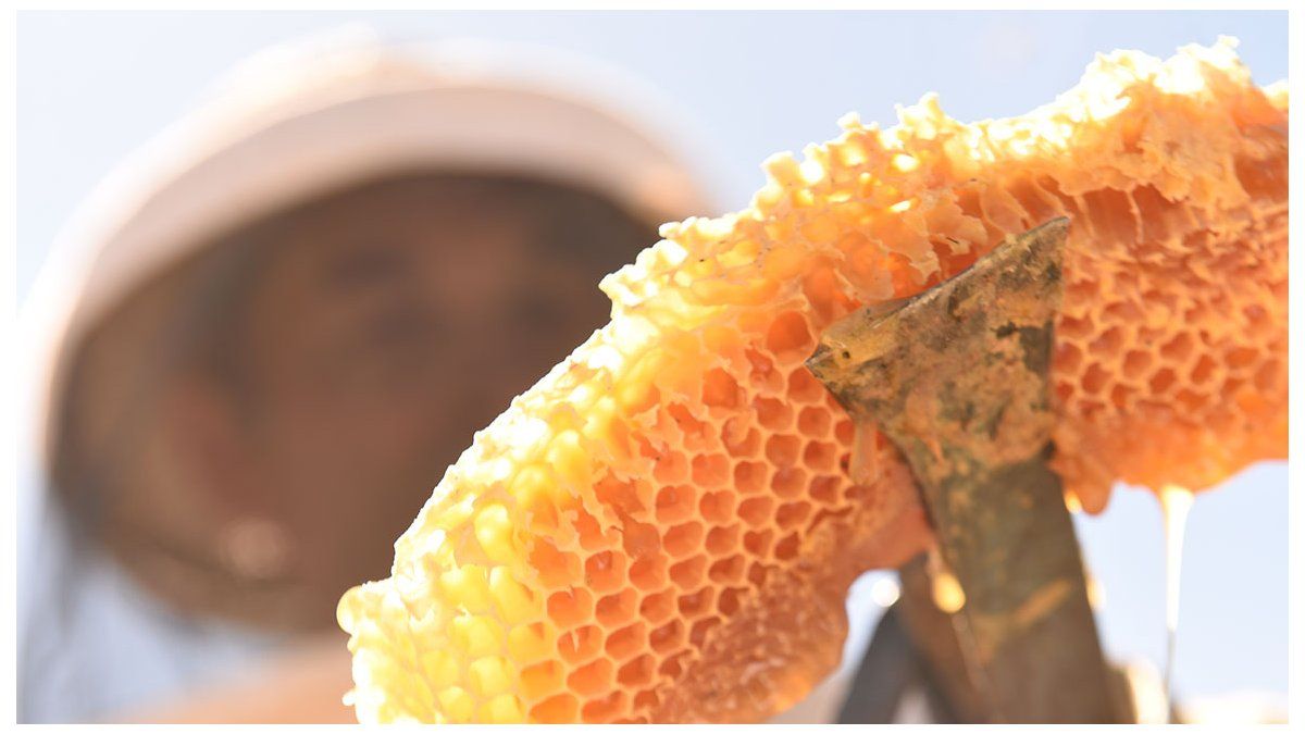 Crece el atractivo de producir miel en forma casera | emprendimiento