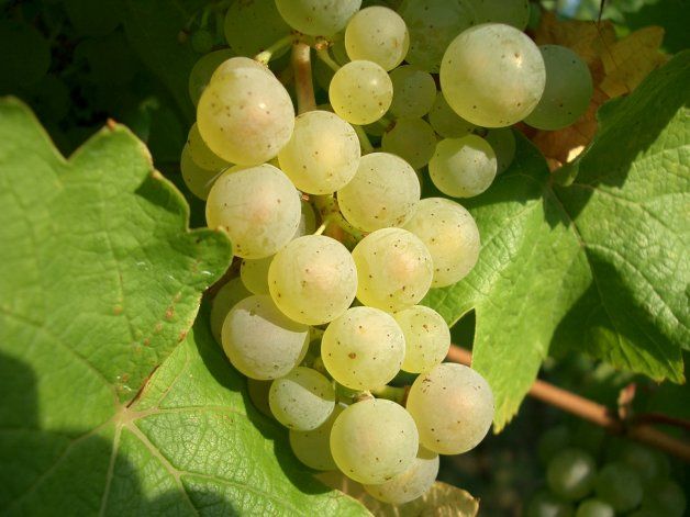El mundo del riesling, la cepa de uva alemana poco conocida | Vinos