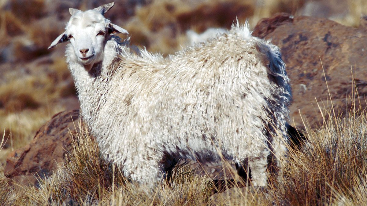 Crianceros comercializaron sus chivos de forma conjunta | Los Chihuidos