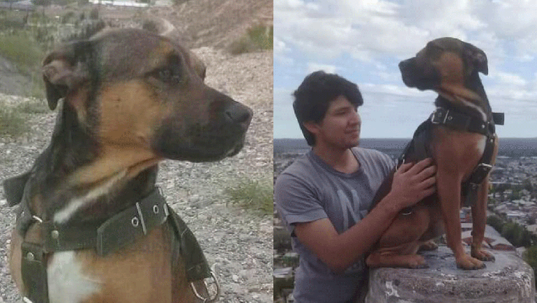 Sultán, el perro que dejó la vida para salvar la de su dueño