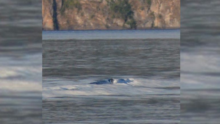 Nahuelito, el monstruo que cada tanto se deja ver en la superficie del lago
