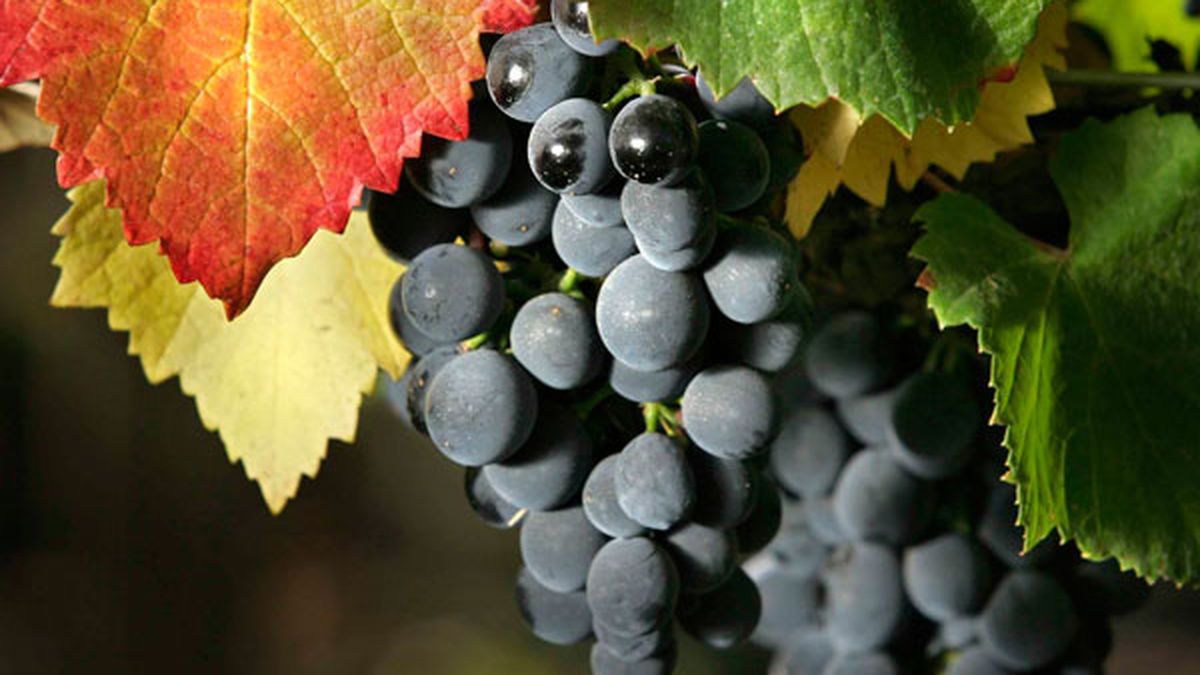 Conozca el sabor del Malbec según cada región productora
