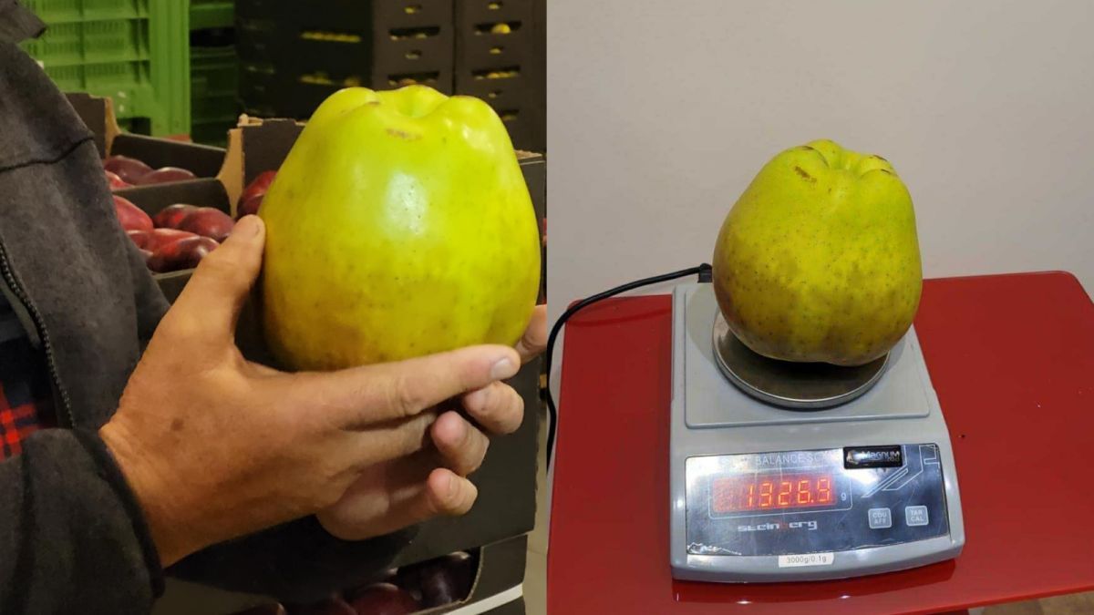 La manzana que desafía la gravedad: 1,3 kilos de pura fruta