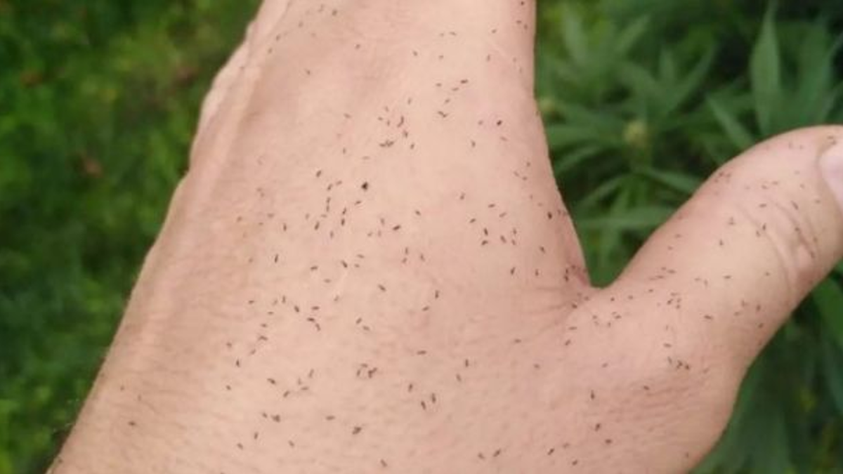 Invasión de insectos negros preocupa en Buenos Aires: ¿qué son?