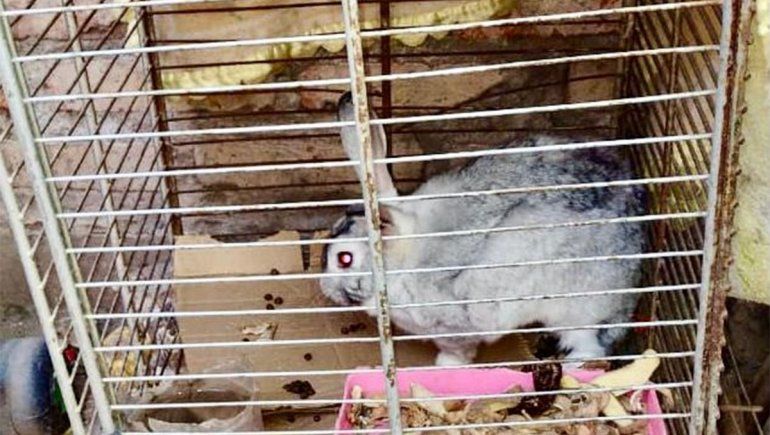 Apareció el conejo maltratado de San Patricio del Chañar