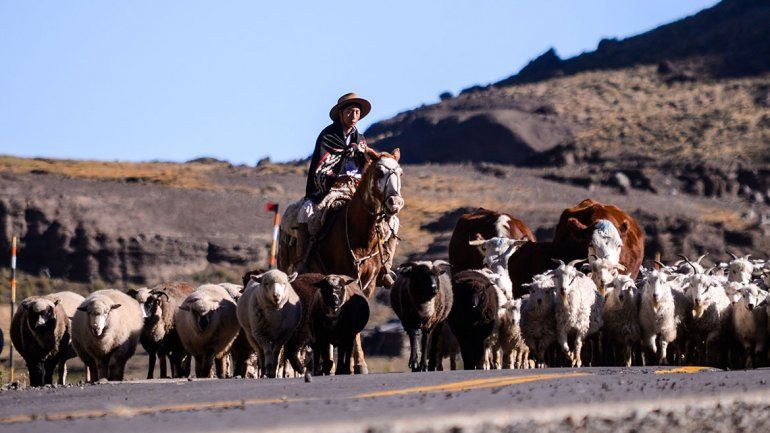 Veranada: el interior neuquino muestra su típica postal de la trashumancia