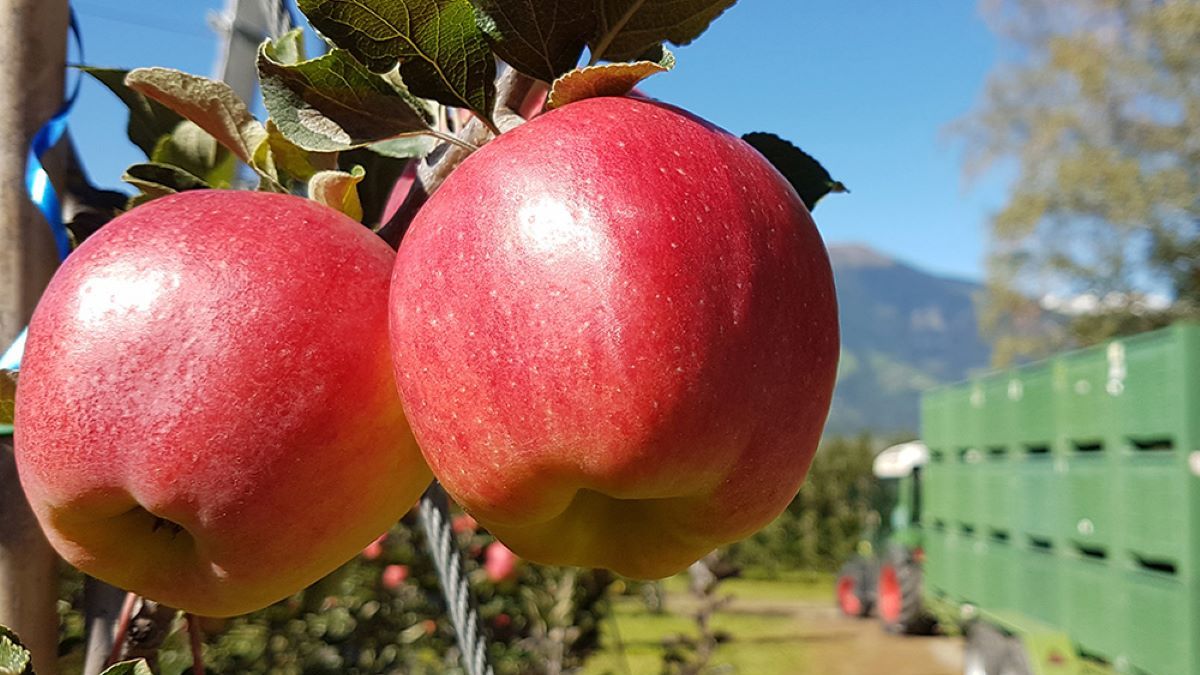 Manzana chilena: Latinoamérica pierde terreno y Medio Oriente lidera el ...