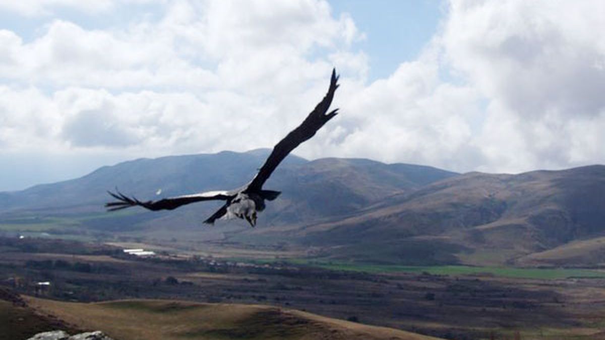El desarrollo del cóndor andino por Internet