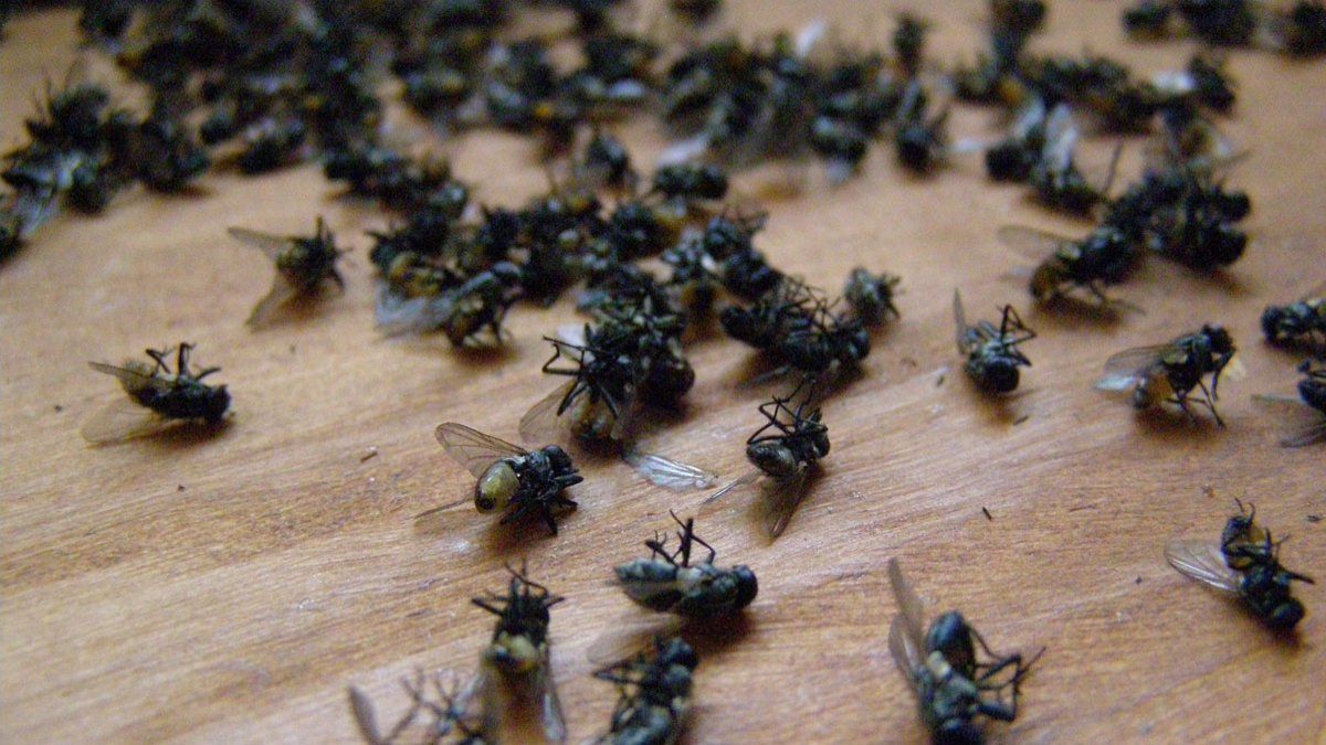 ¿Hasta cuándo sigue la invasión de moscas en Neuquén?