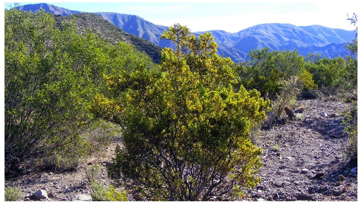 Si crece la plantita, también crece el pelo