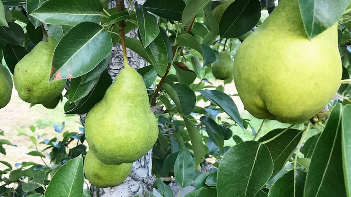 La pera en Estados Unidos comenzó con precios en baja