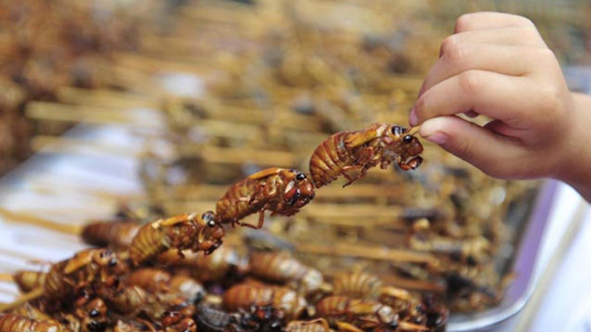 Comer insectos, la tendencia gourmet que busca un lugar en Argentina