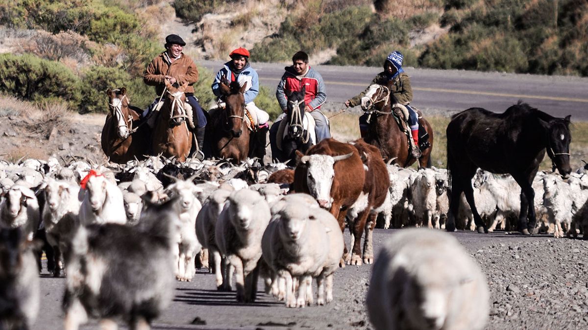 Veranada: el interior neuquino muestra su típica postal de la trashumancia