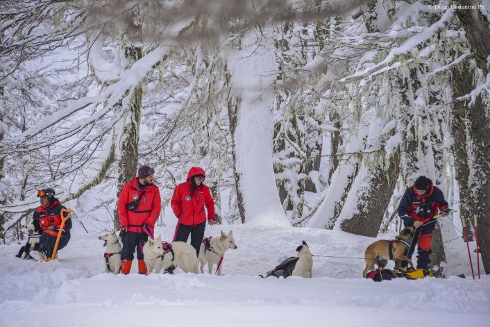 Entrenaron perros socorristas en el cerro Chapelco