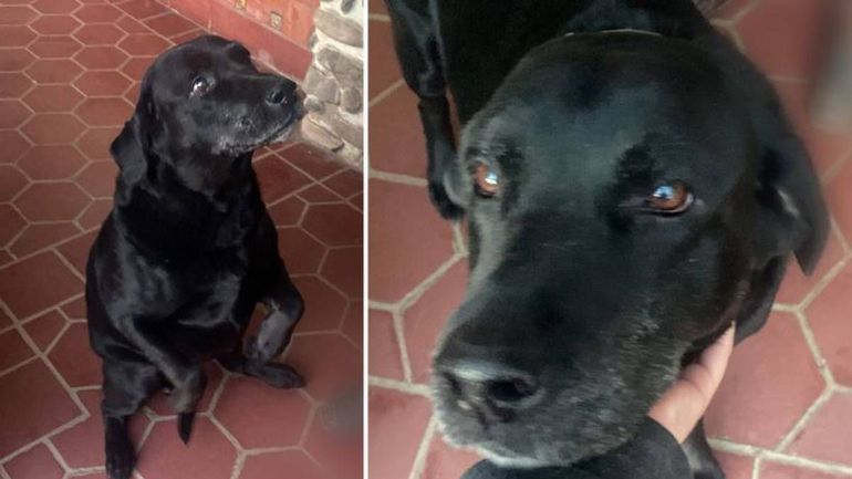 Un perro se volvió viral por hacerle los mandados a su dueño