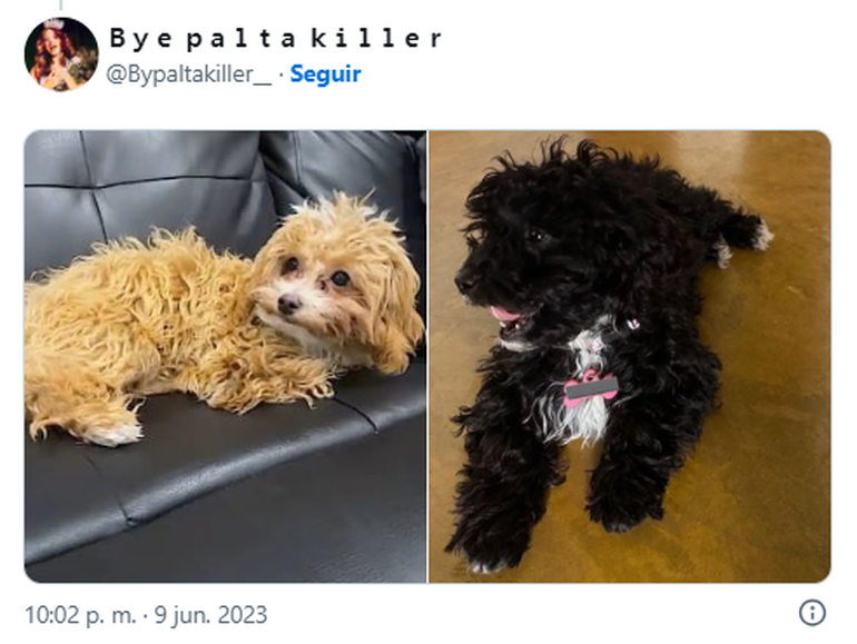 ¿Qué le pasó a Caramelo? Polémica por una foto del perro que adoptó ...