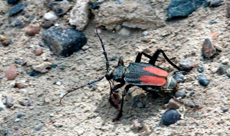 ¿Qué bichos hace salir la ola de calor en Neuquén?