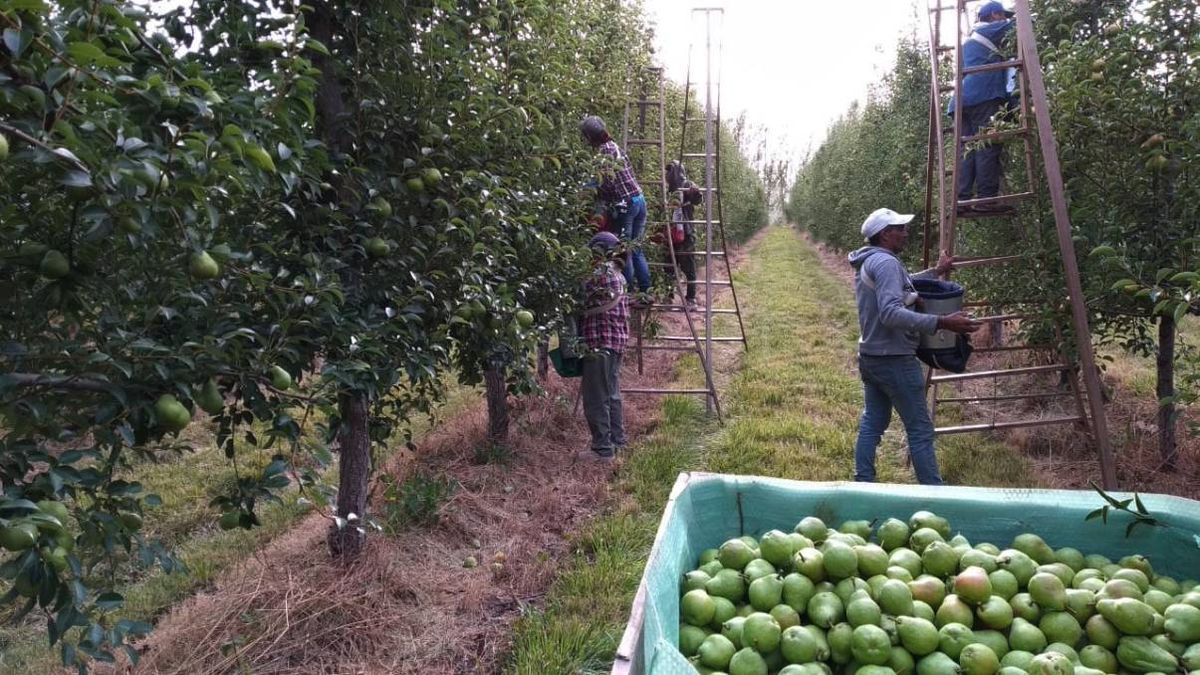 ¿Cuándo se cosecharán las manzanas y peras en la región?