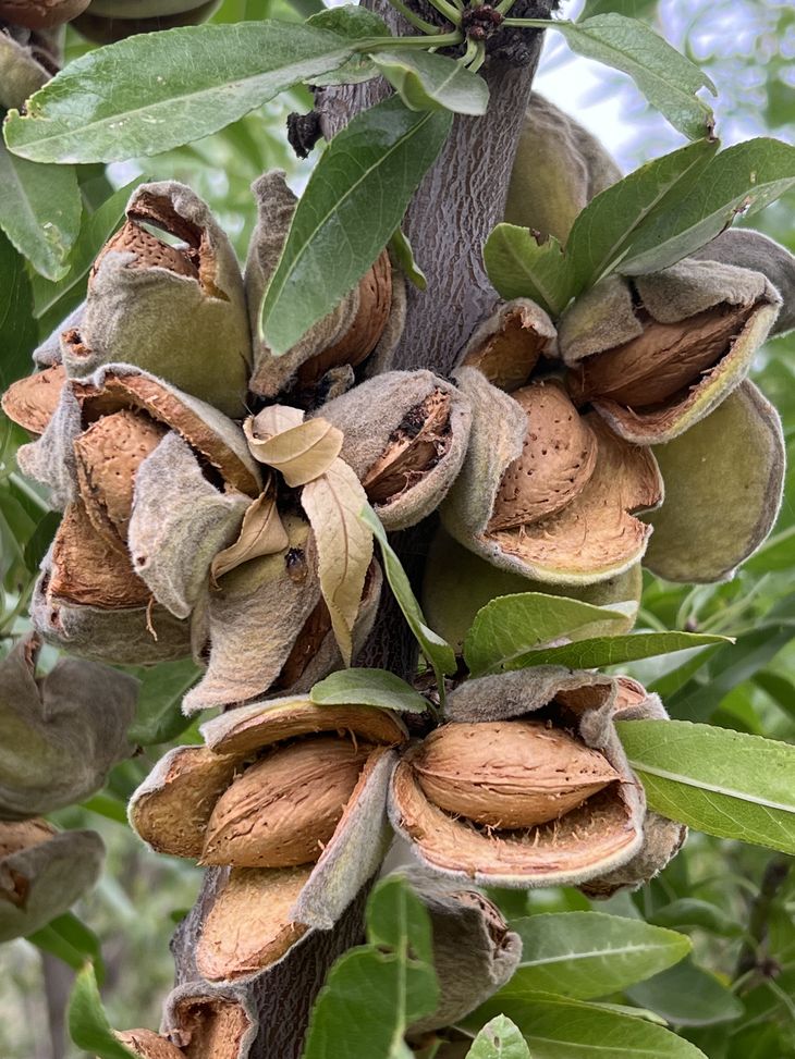De la clínica a la chacra: la historia de Tere Peláez y sus almendras