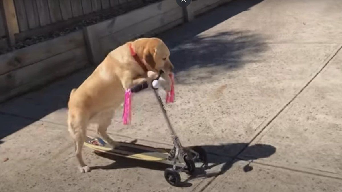 Perra es viral en YouTube por montar un monopatín