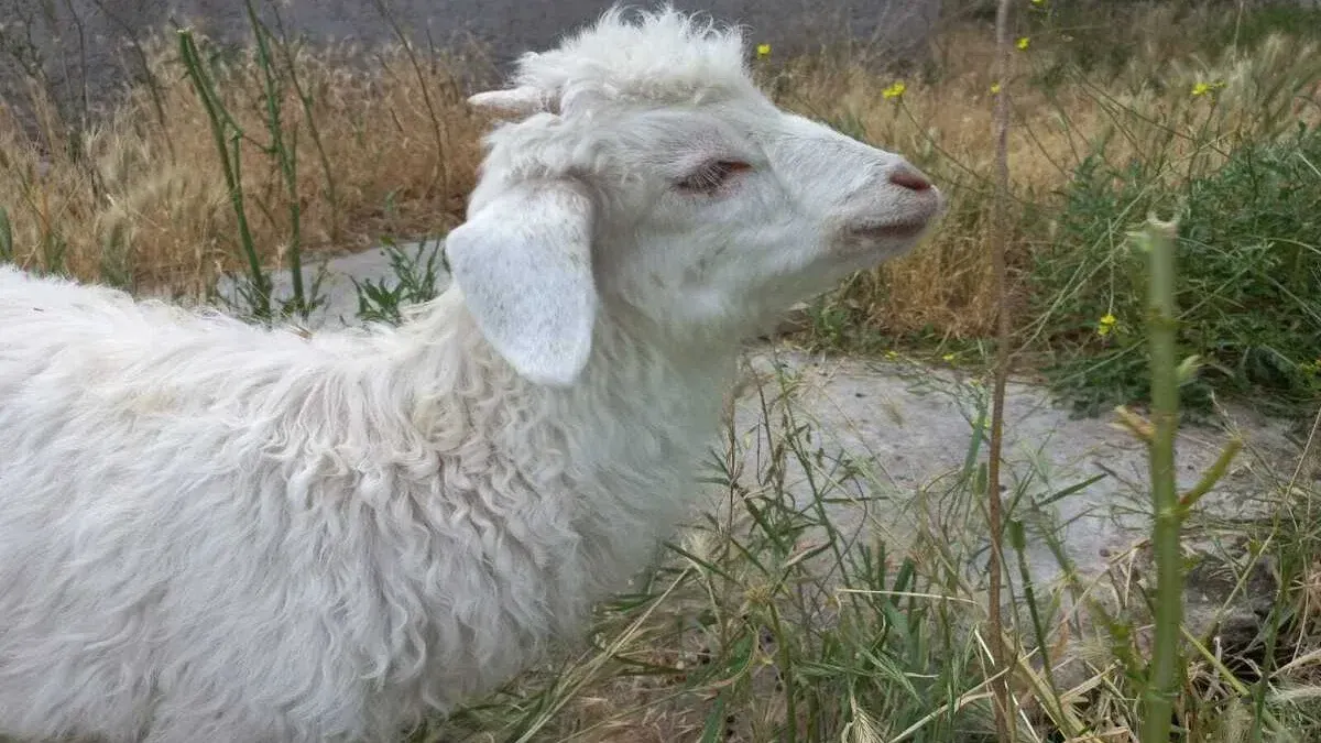 Inesperado: una mujer compró un chivito para salvarlo de la parrilla