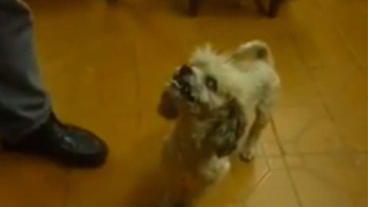 Mirá al perro bostero que se ofende si le dicen que es de River