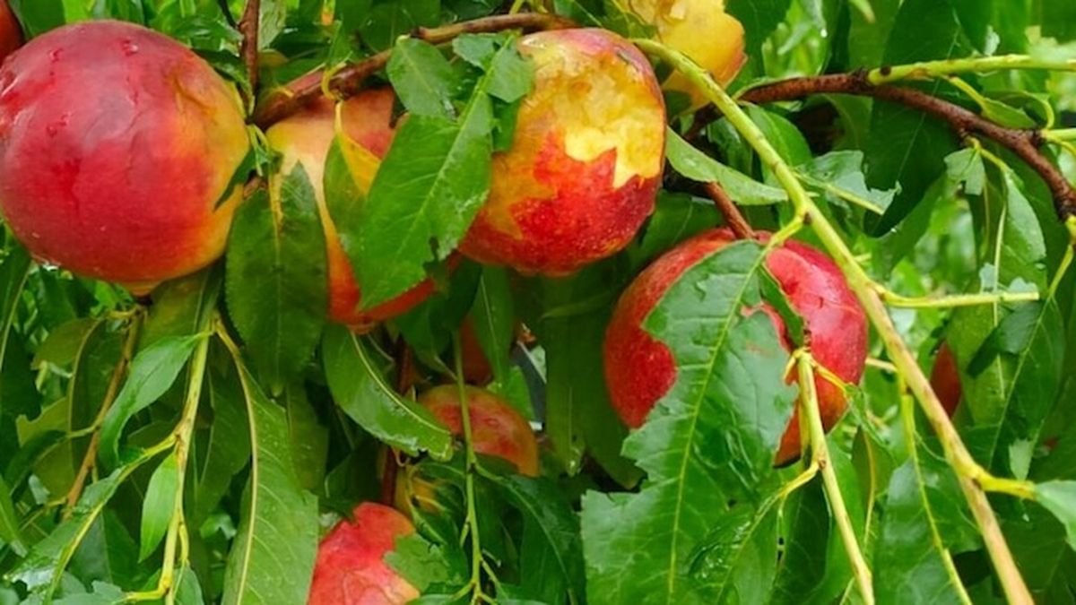 España: el granizo arrasa 1.400 hectáreas de frutales en Lleida