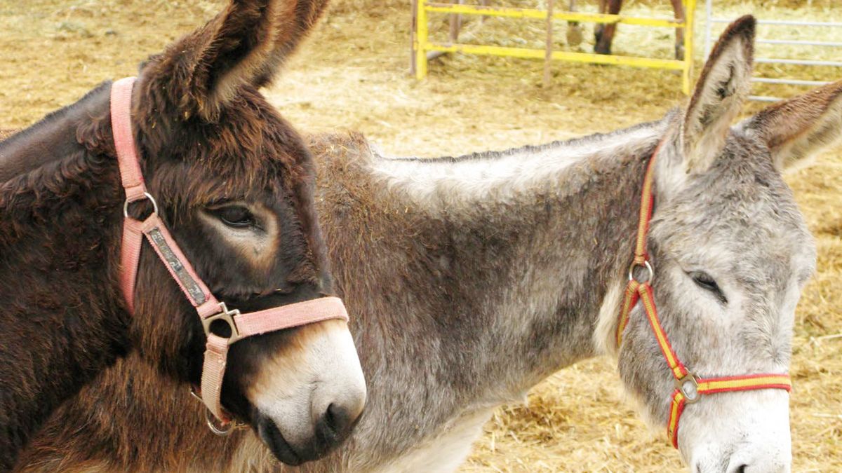 Un millón de burros, de Brasil a China