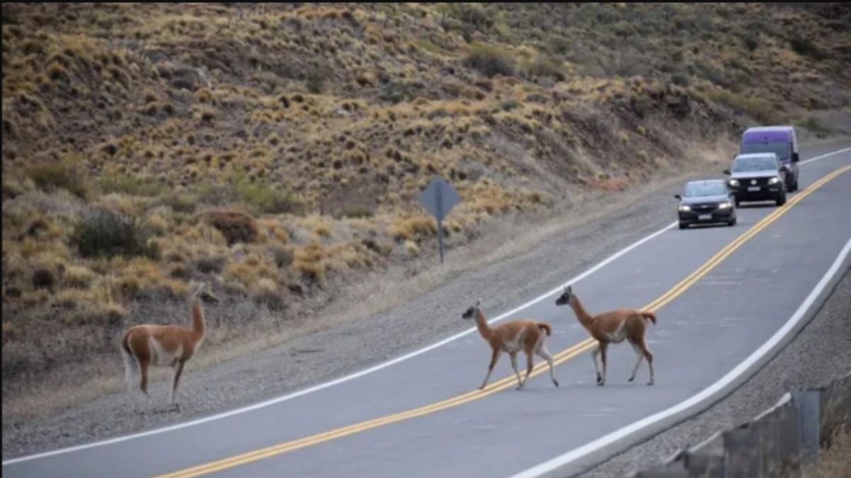 Guanacos en las rutas: lanzan una alerta en Tierra del Fuego y hay ...