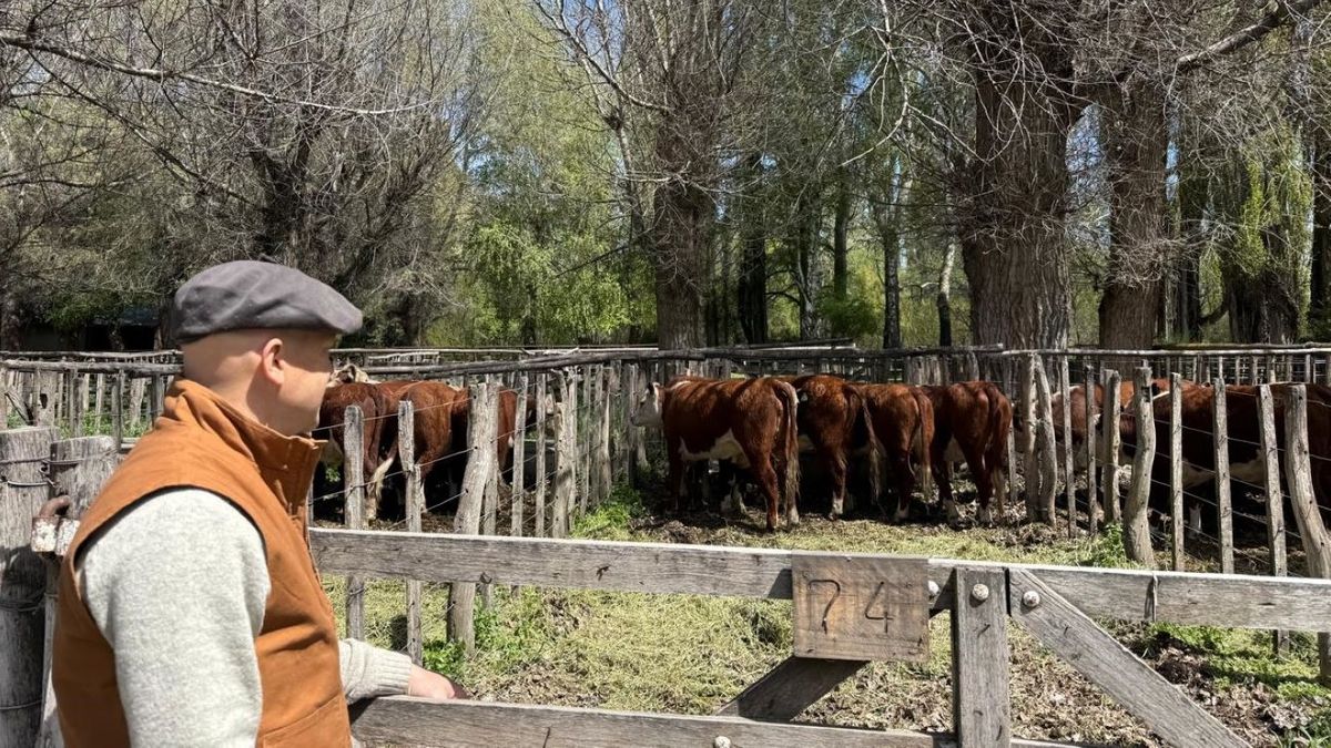 Las claves que explican por qué Neuquén no cayó en faena pese al menor ...