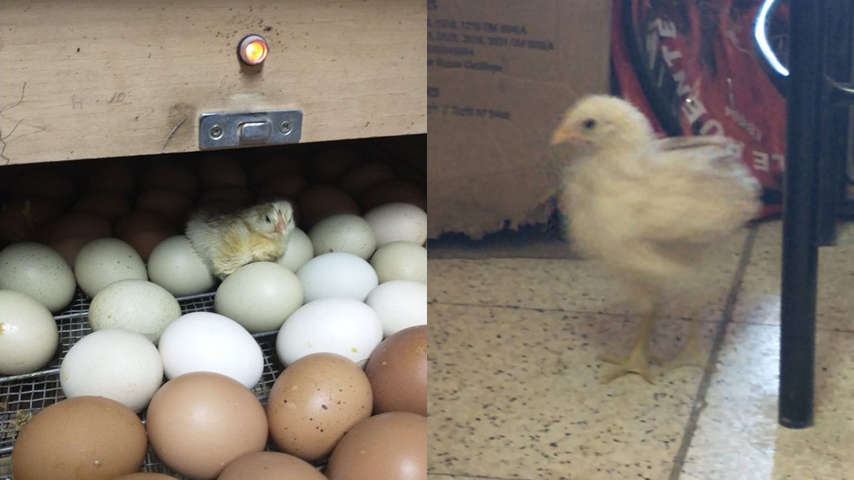 Mi papá está criando un pollo, el desopilante tuit viral de un neuquino