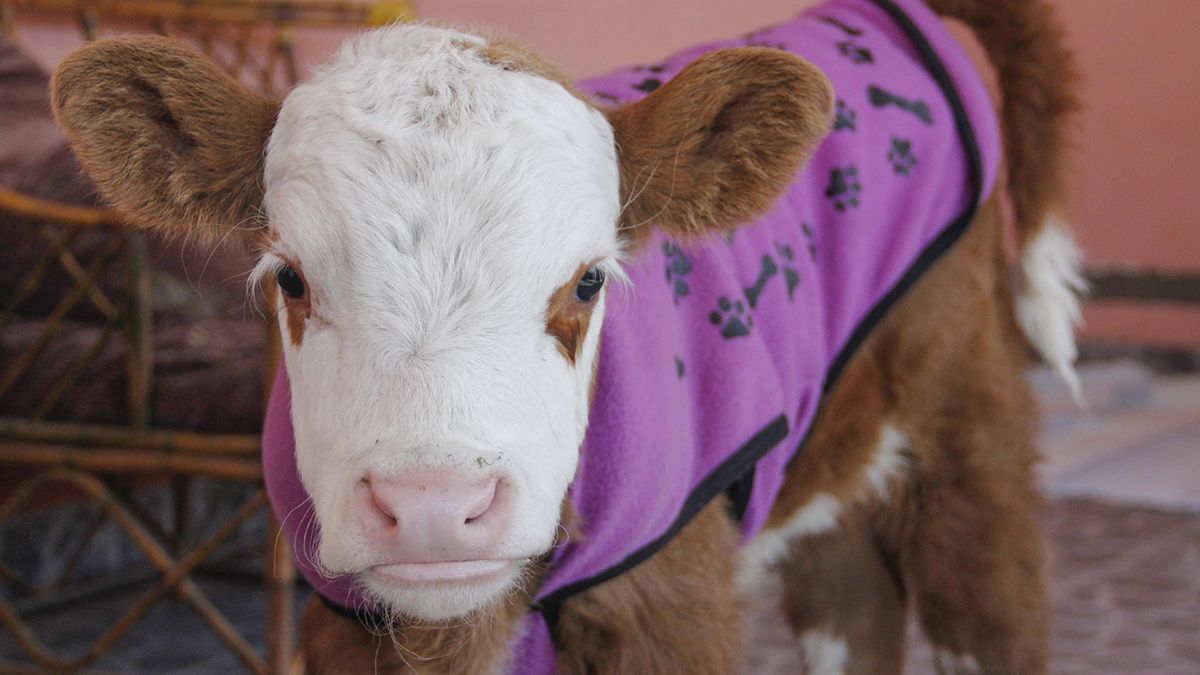 Conocé la historia de Ricky, el ternero rescatado por una cipoleña