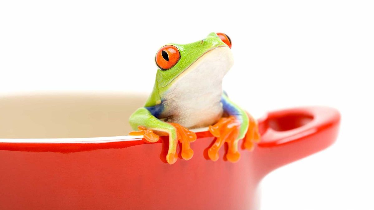 De qué se trata el famoso síndrome de la rana hervida
