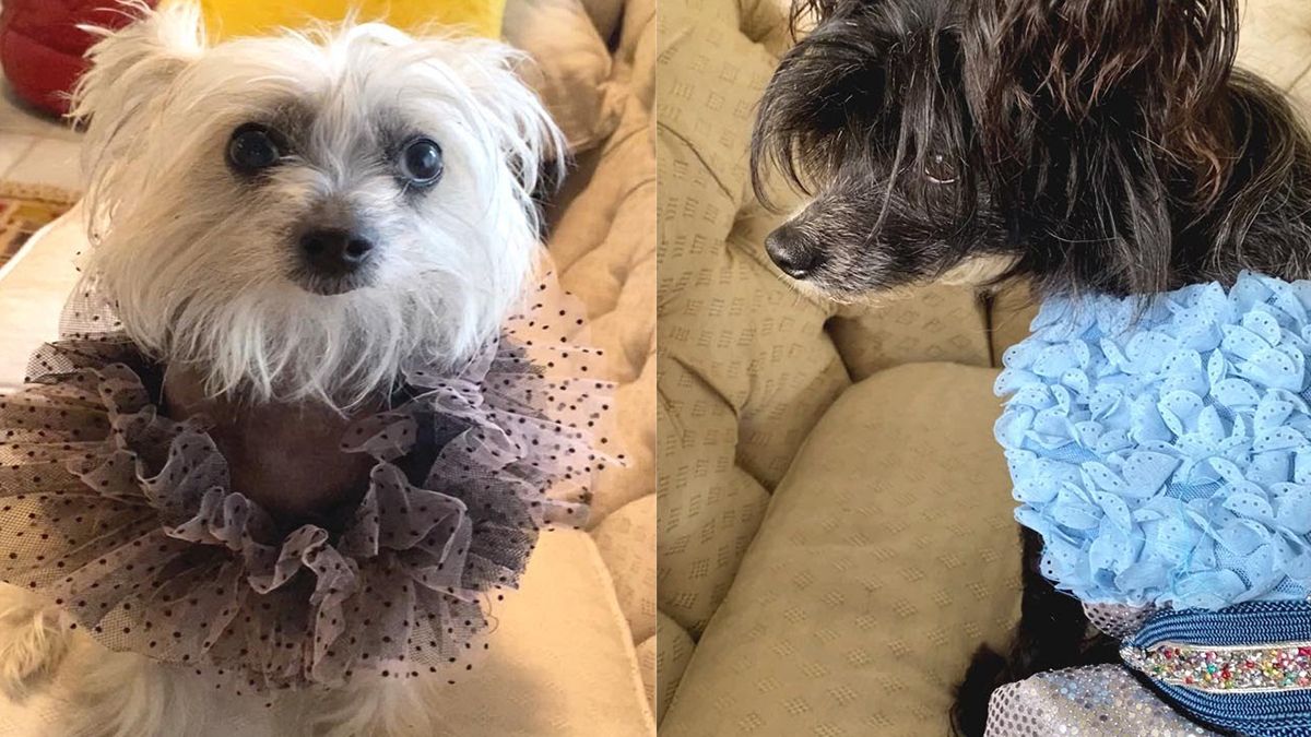 Una diseñadora de moda canina es viral en YouTube