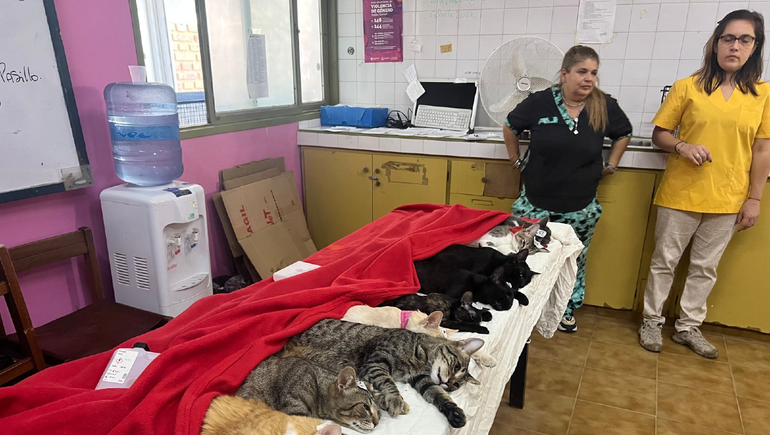 Llevan Castrados Casi 60 Mil Gatos Y Perros En Barrios De La Ciudad