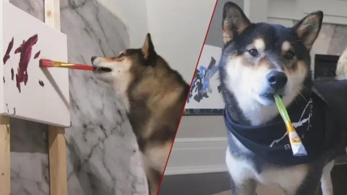 Conocé a Hunter, el perro pintor de Instagram