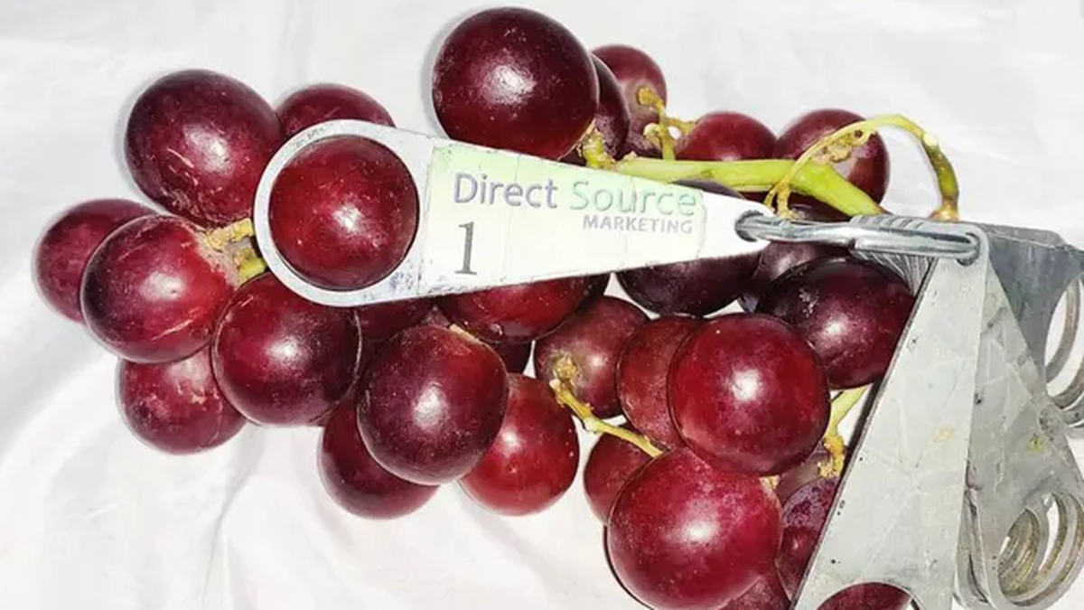 Es histórico vender a US$ 36 la caja de uva de mesa a mediados de marzo