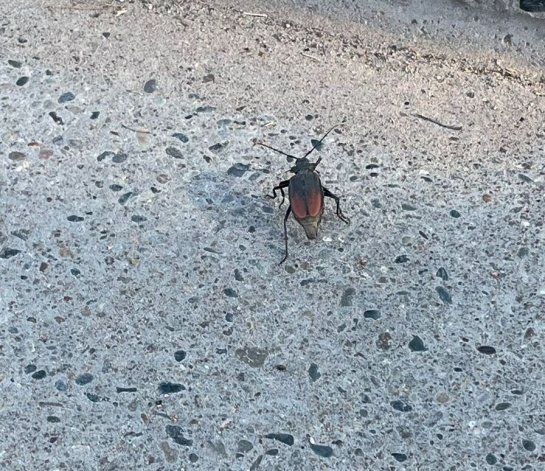 El insecto inusual en la barda no es un matacaballos: la explicación