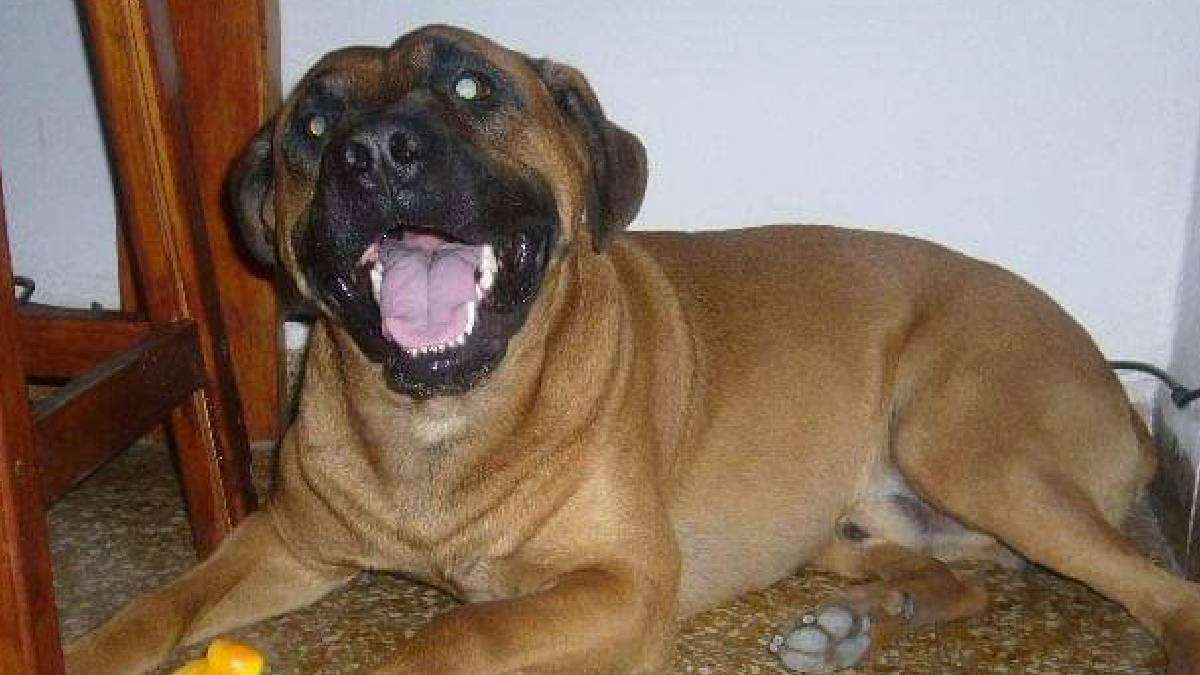 La sorprendente historia de Osito, uno de los perros más longevos de la ...