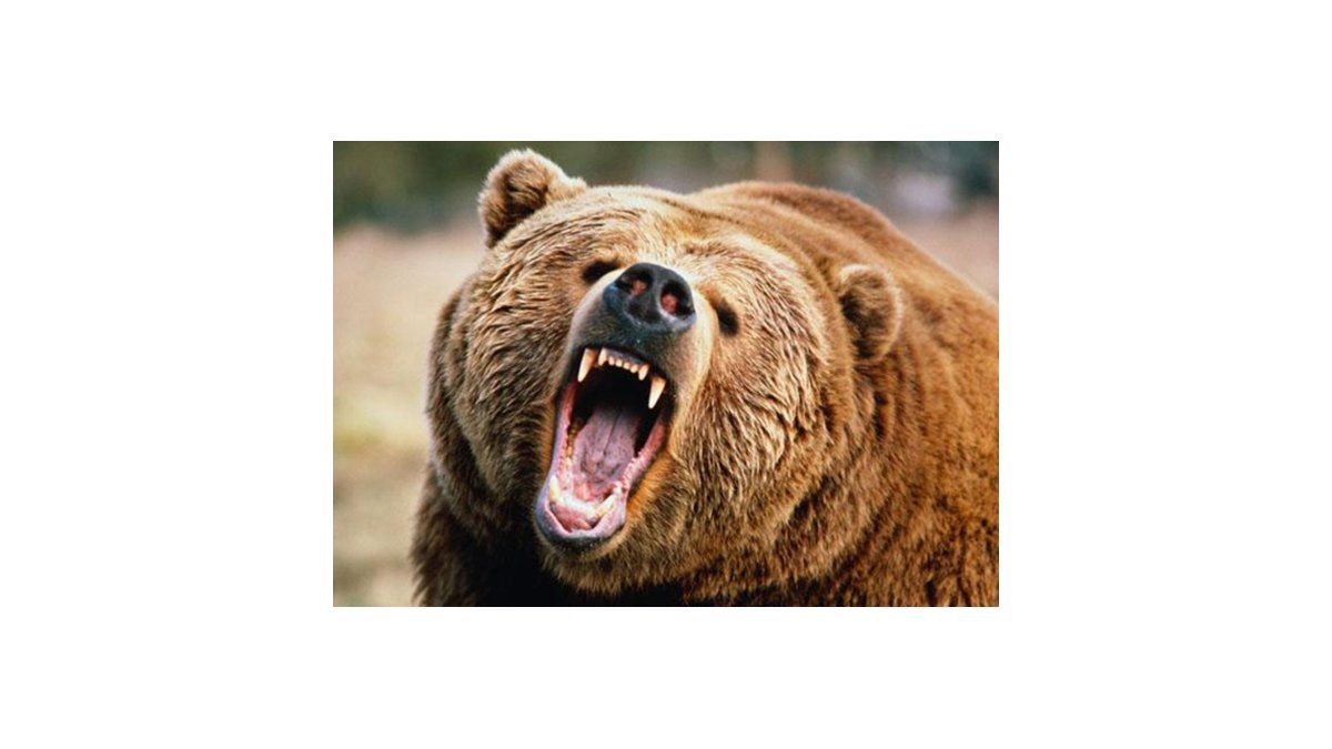 Cómo sobrevivir a la amenaza de un oso pardo furioso