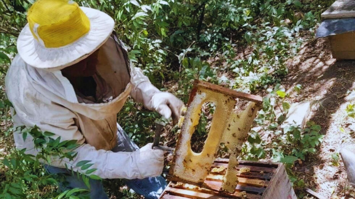 Cómo cuidar los apiarios ante la ola de calor