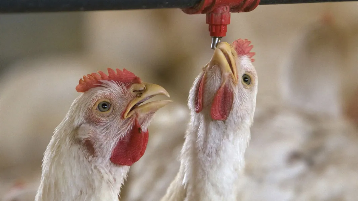 Patagonia: faena de pollos crece 5% y marca una tendencia sostenida ...