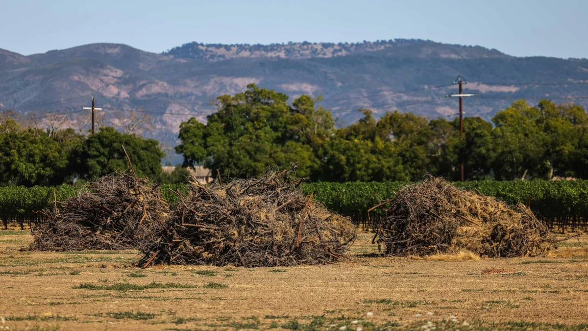 La decadencia de California: el abandono de viñas y la lucha por la ...
