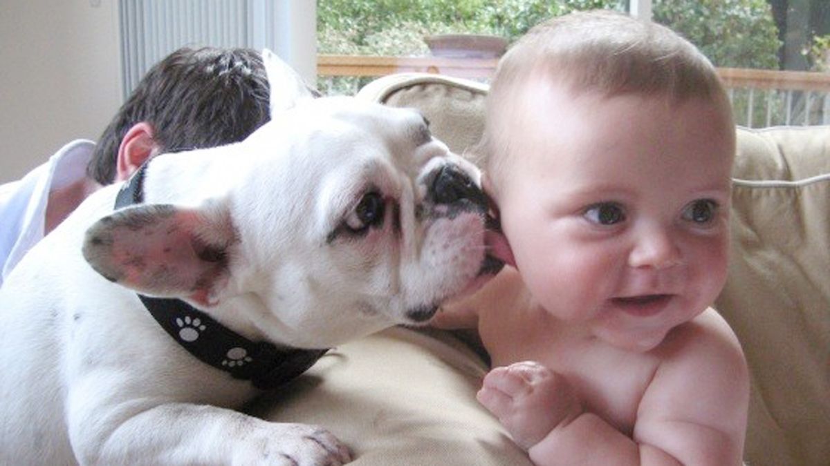 Cómo preparar a nuestro perro ante la llegada de un bebé