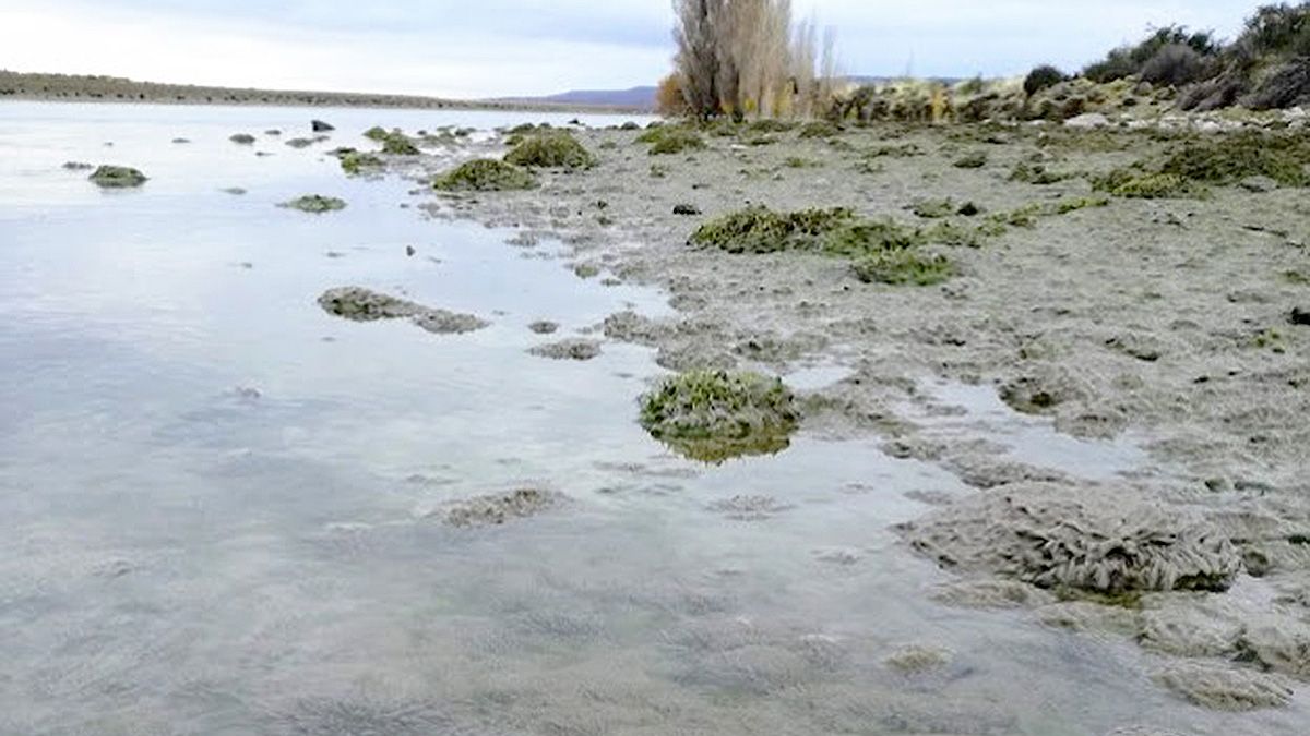 Investigan avance del alga invasora que amenaza a la región