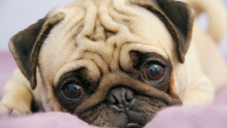 ¿Los perros con hocicos chatos son más cariñosos?