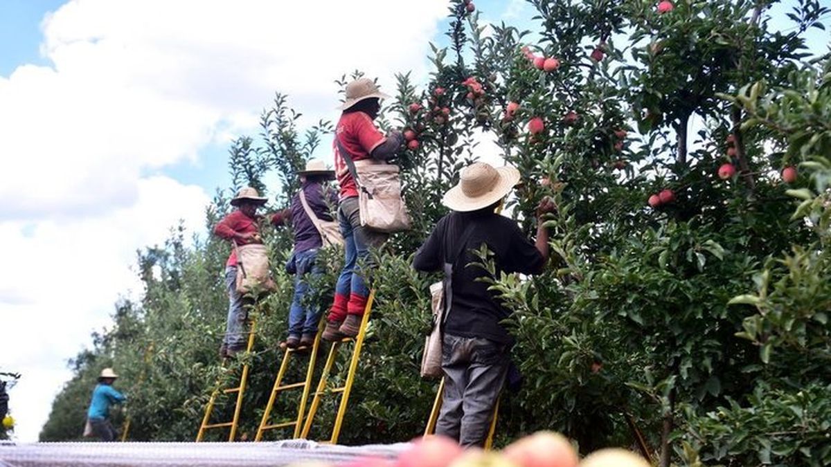 Caen las expectativas de cosecha de manzana en Brasil