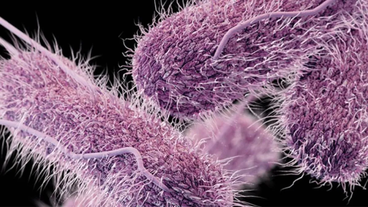 Alerta sanitaria por brote de bacteria transmitida por alimentos ...