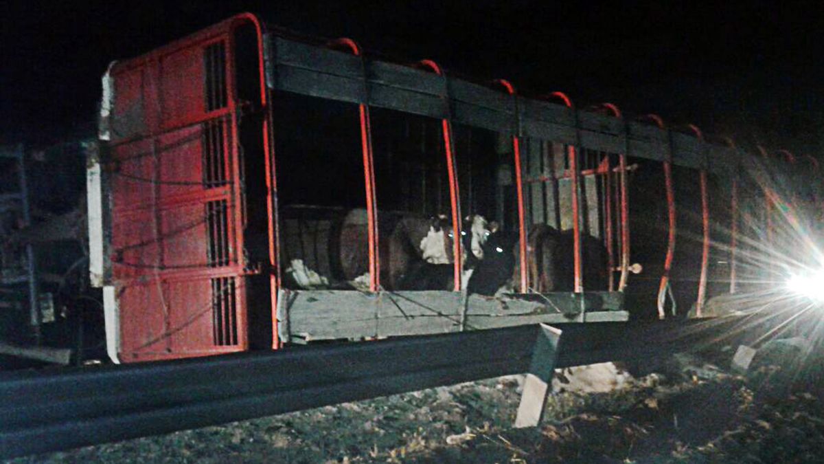 Se quedó dormido y volcó con un camión repleto de ganado Se quedó dormido y volcó con un camión repleto de ganado