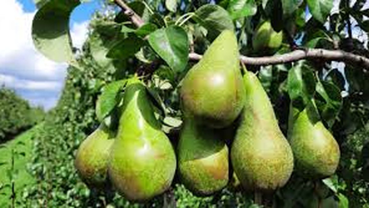 Europa: buenos precios en peras en el inicio de la cosecha